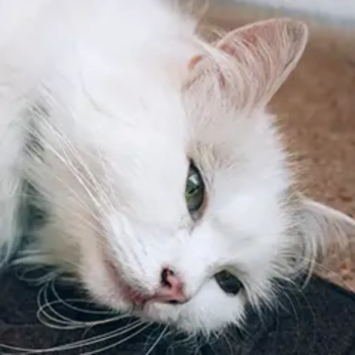 what causes spleen cancer in cats