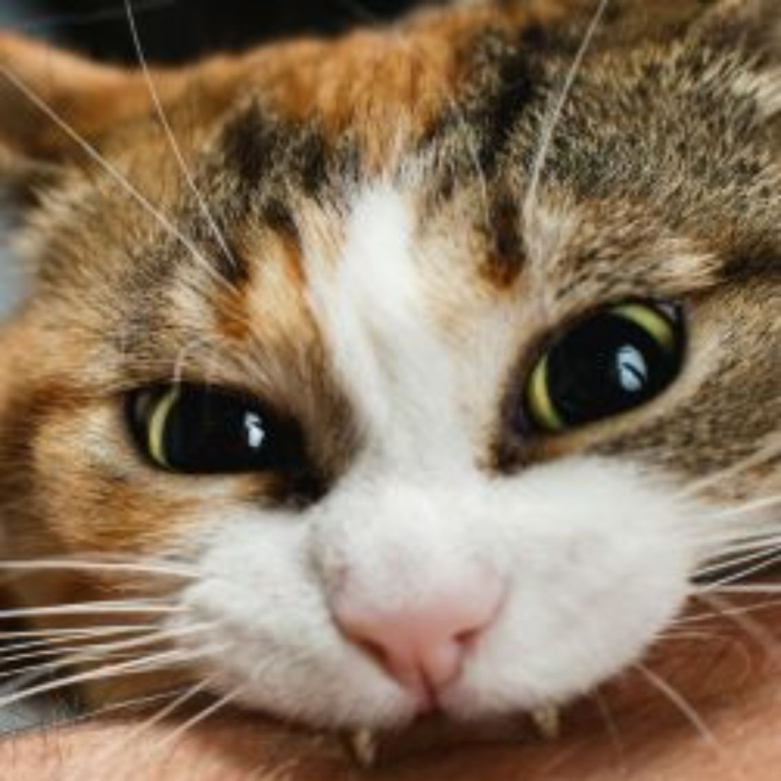 cats bite when excited