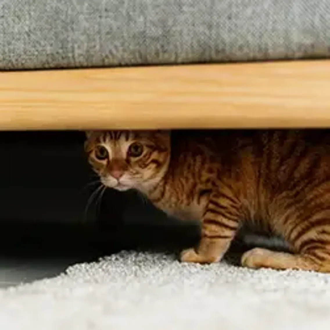 hiding cat