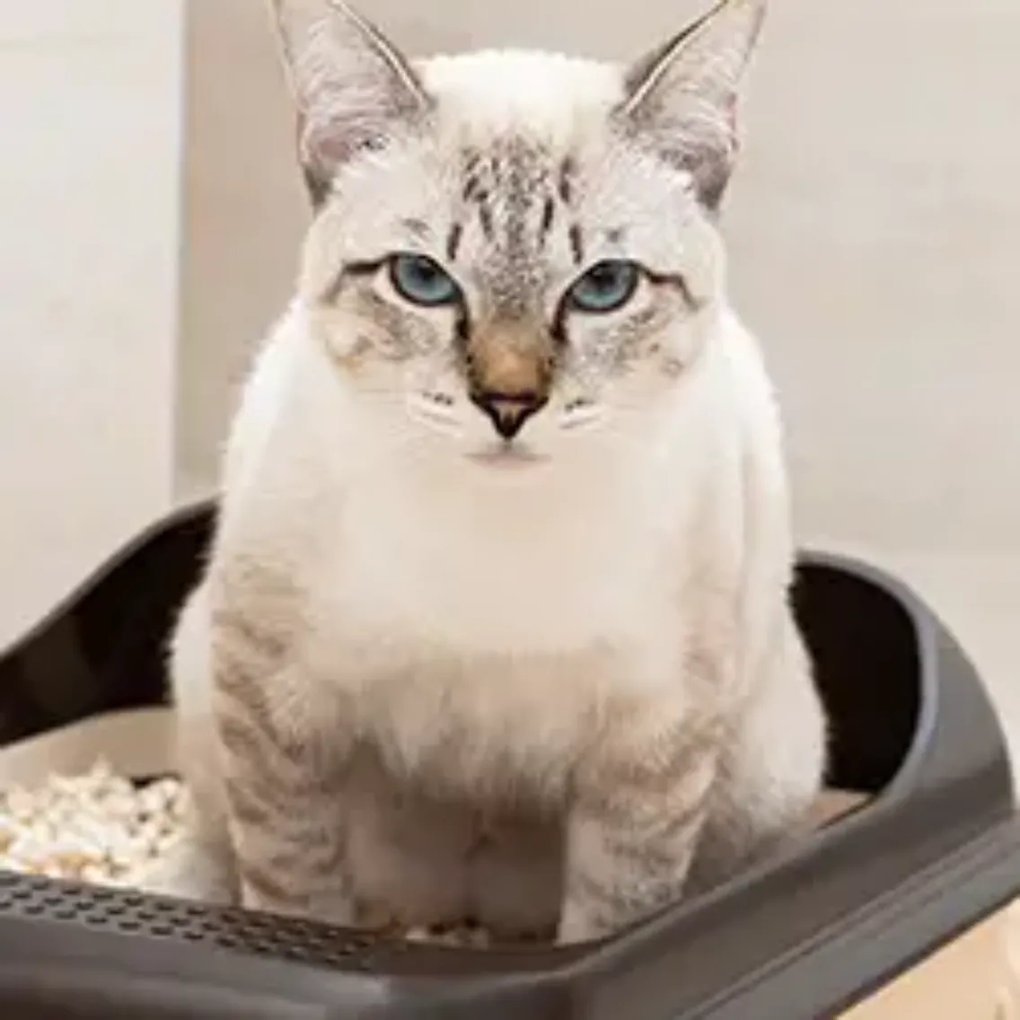 feline cystitis causes