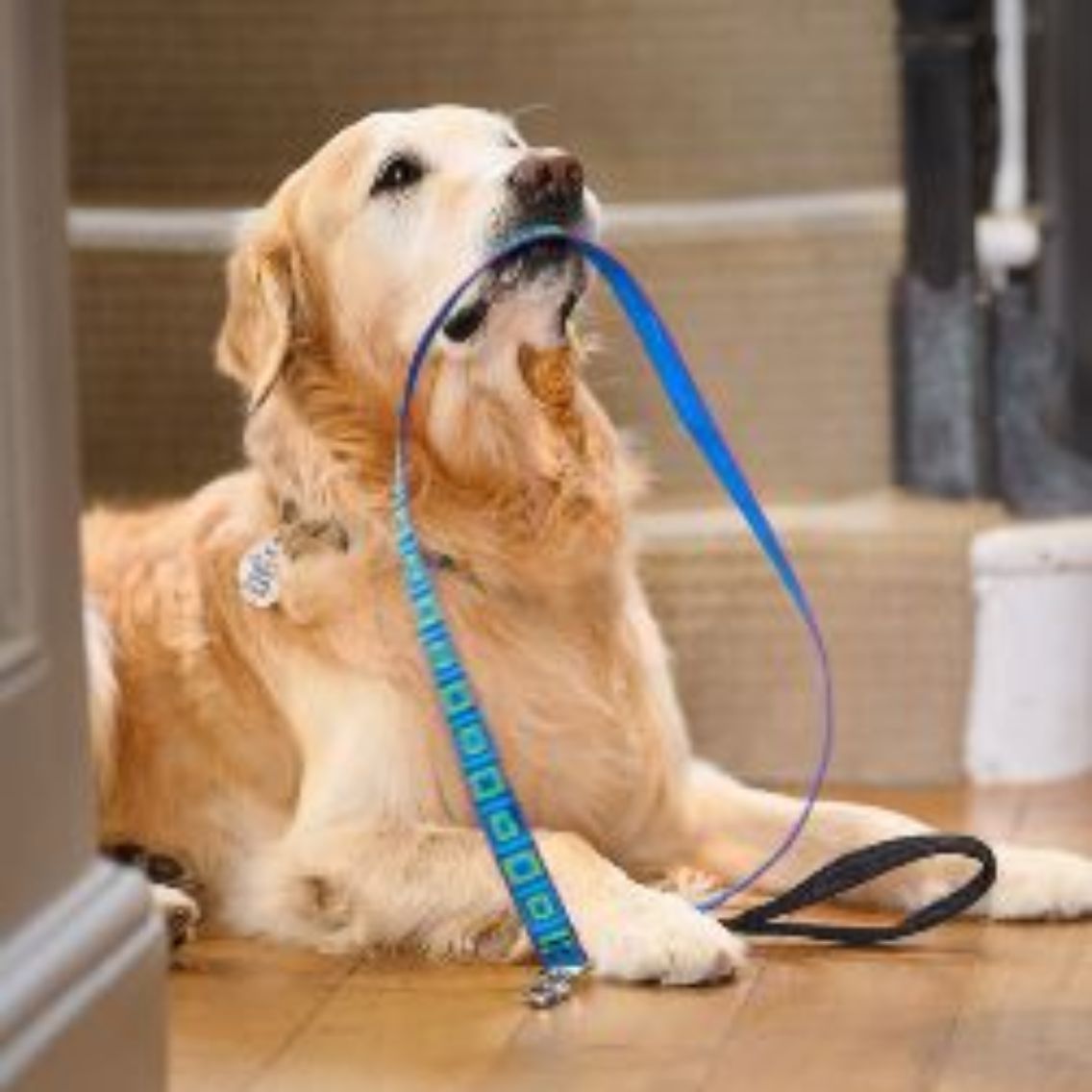 Pet Insurance Cover and Quotes | Everypaw