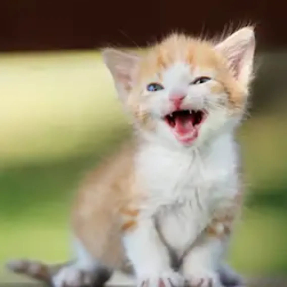 kitten teething behaviour