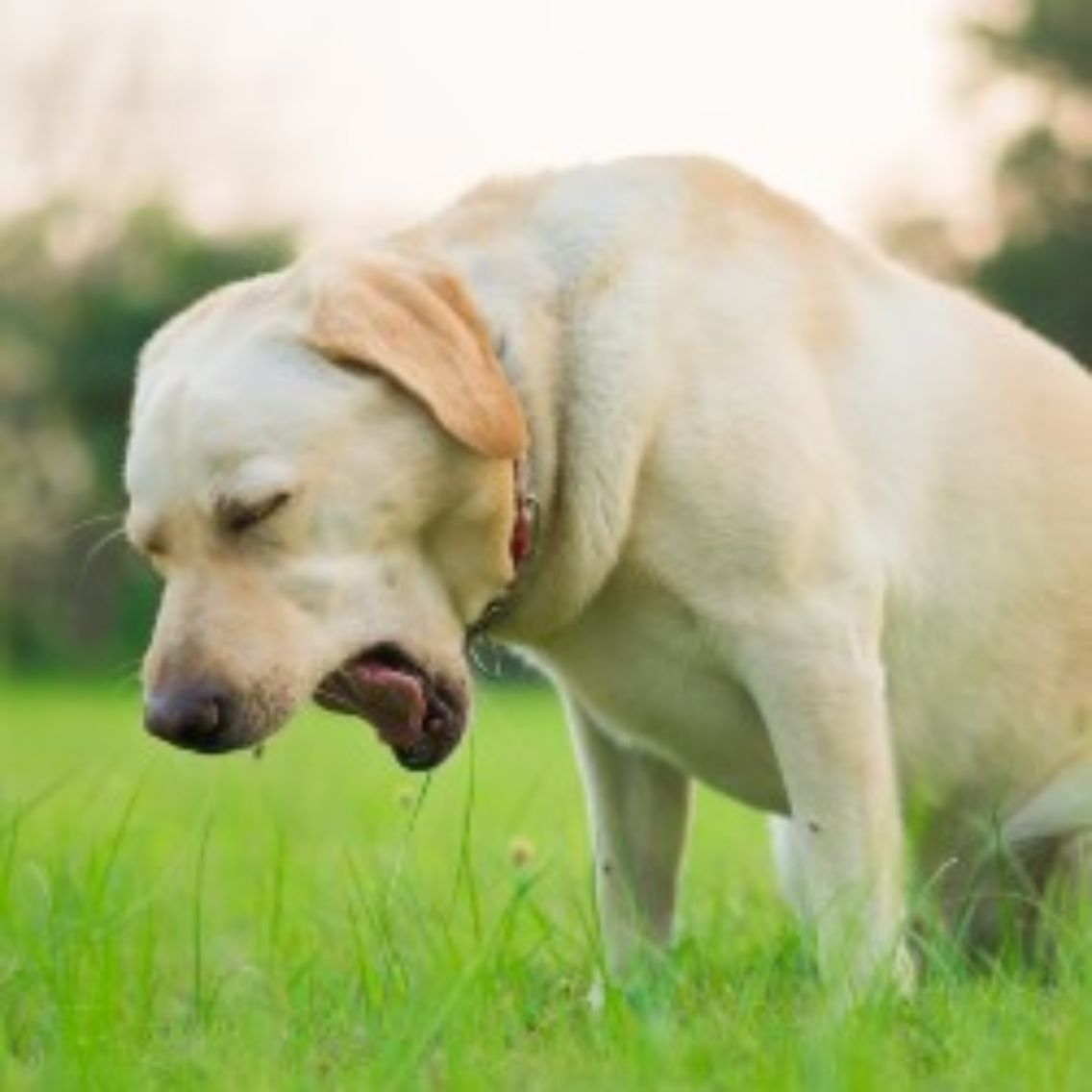 Pet Insurance Cover and Quotes | Everypaw