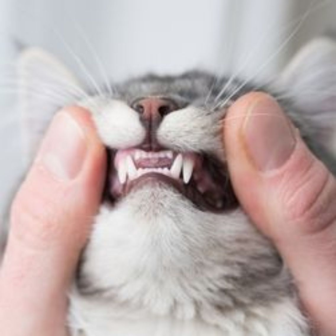 young cat bad teeth