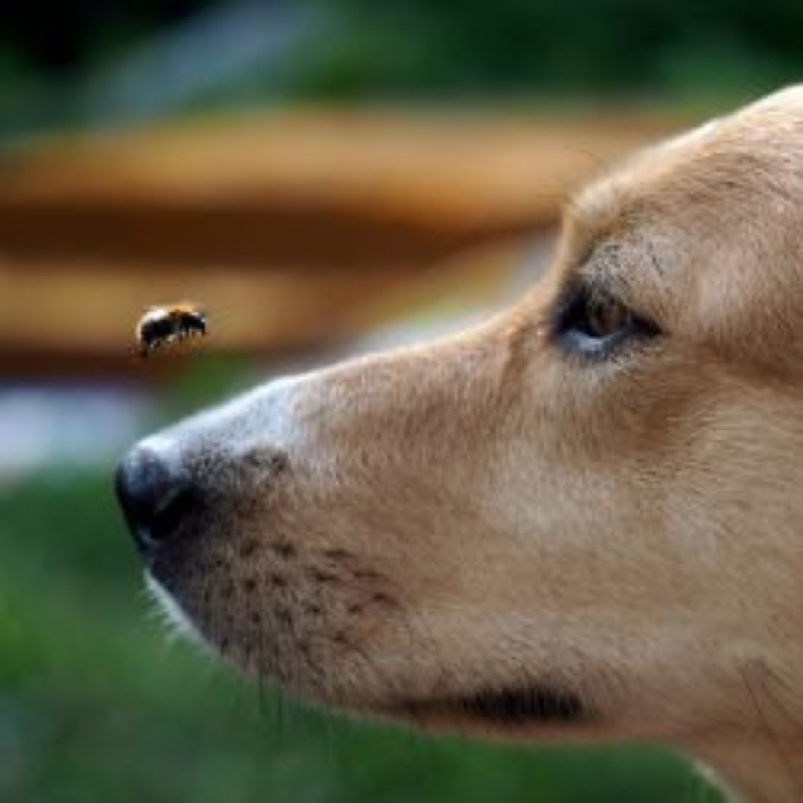 bumble bee sting cat