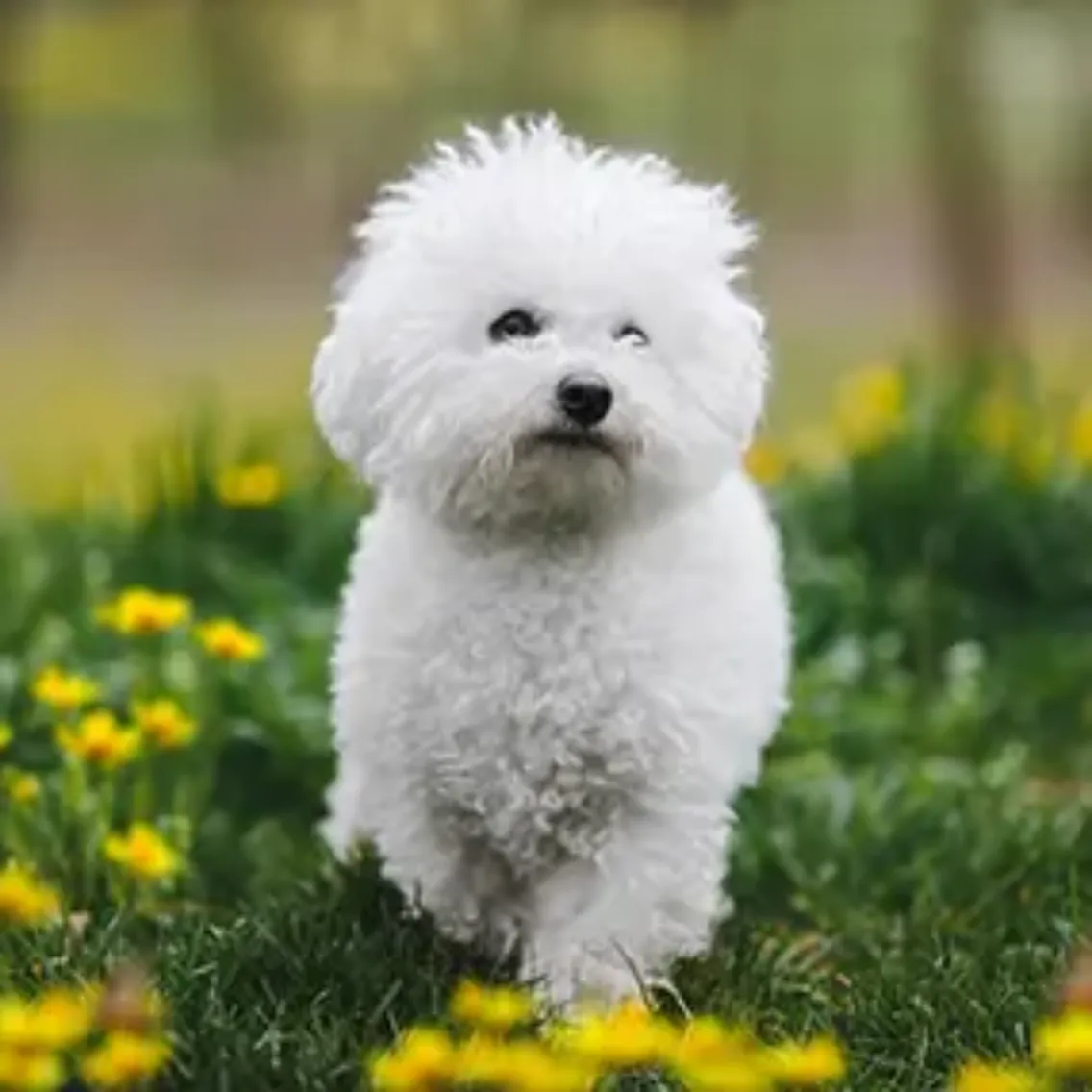 Pet Insurance Cover and Quotes | Everypaw