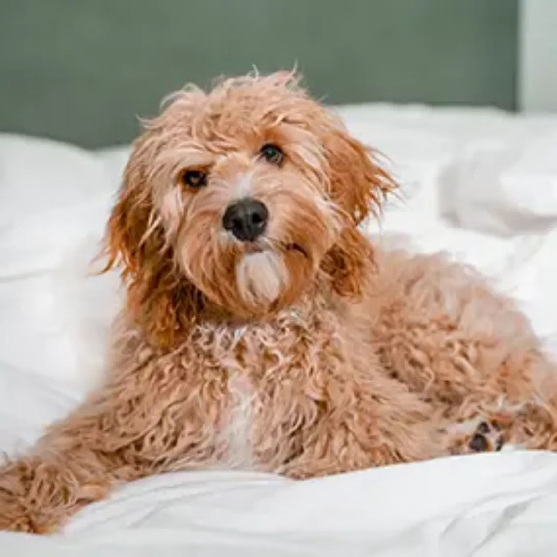 Pet Insurance Cover and Quotes | Everypaw