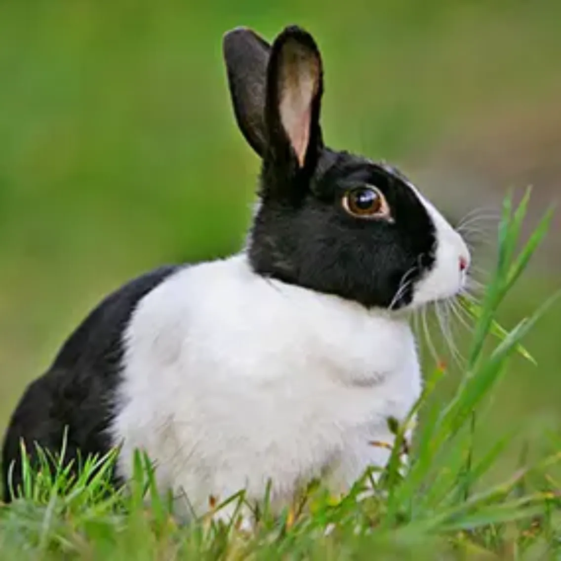 Pet Insurance Cover and Quotes | Everypaw