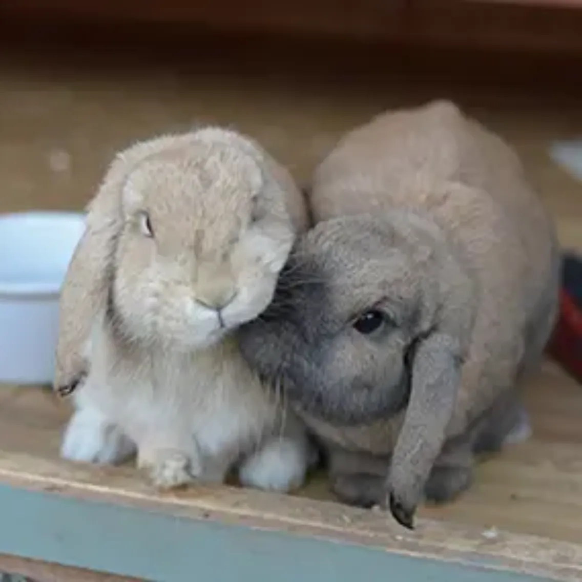 Pet Insurance Cover and Quotes | Everypaw