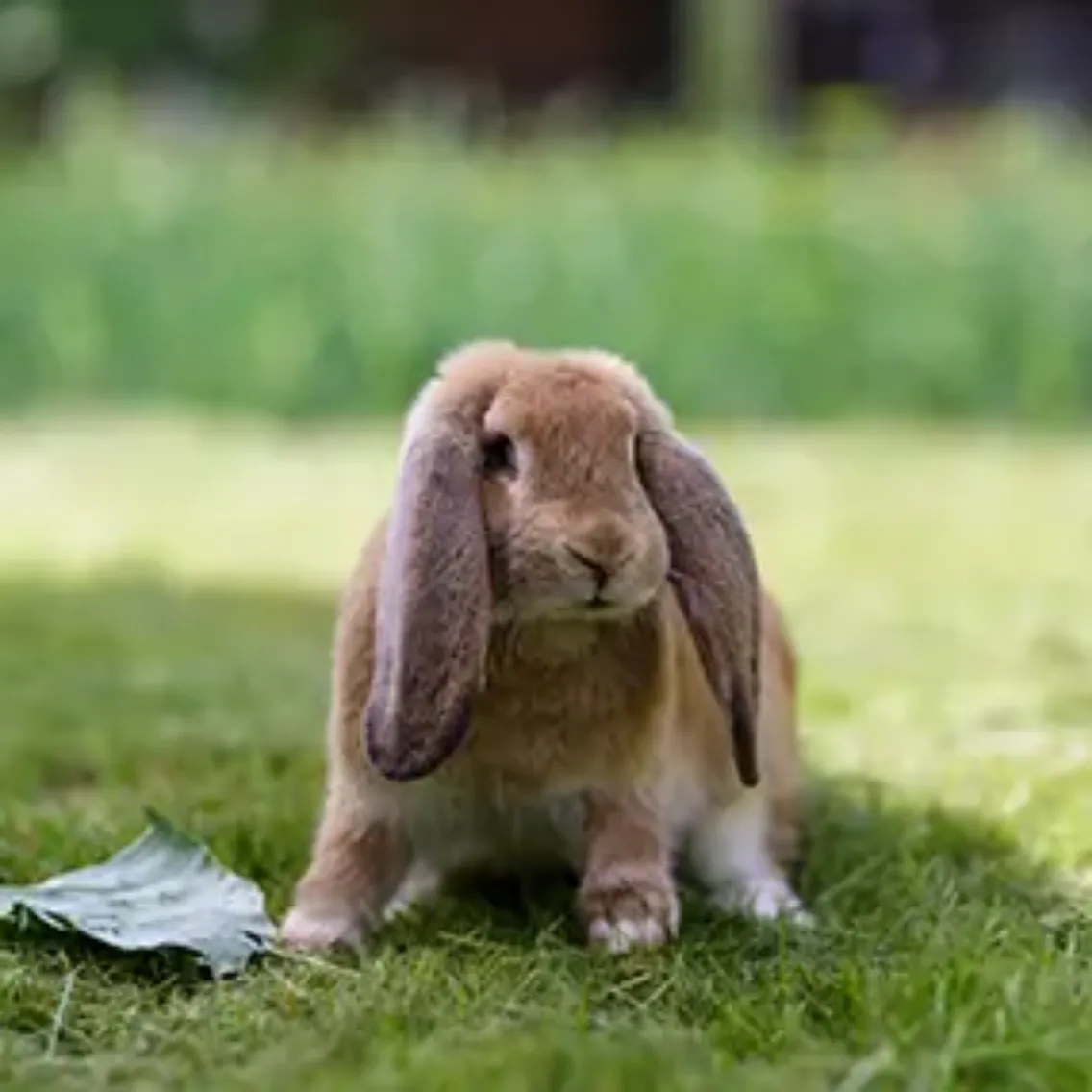 Pet Insurance Cover and Quotes | Everypaw