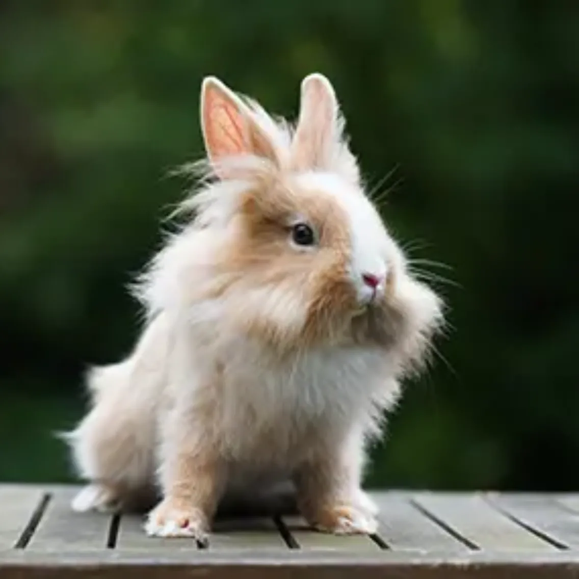 Pet Insurance Cover and Quotes | Everypaw