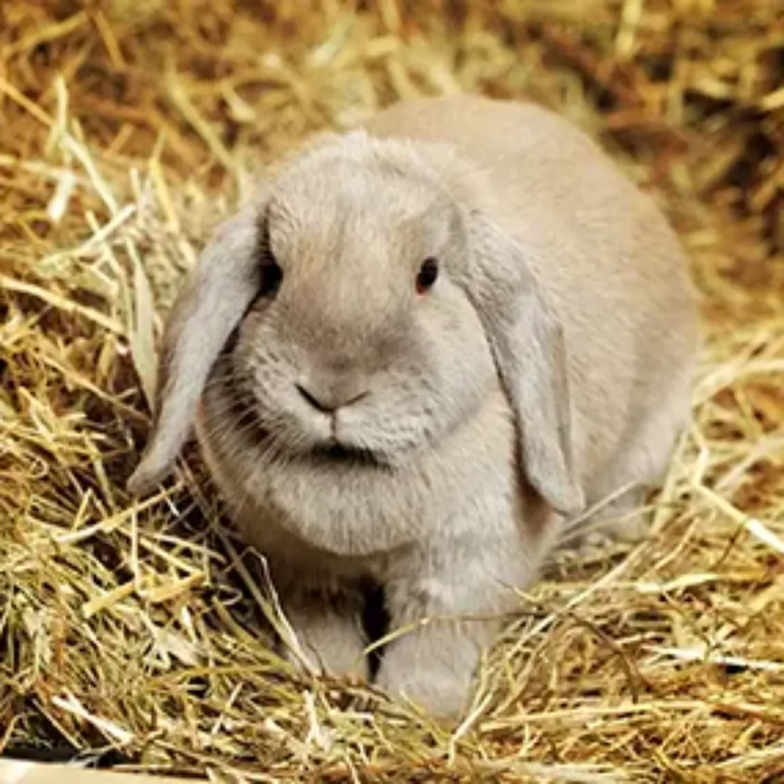 Pet Insurance Cover and Quotes | Everypaw