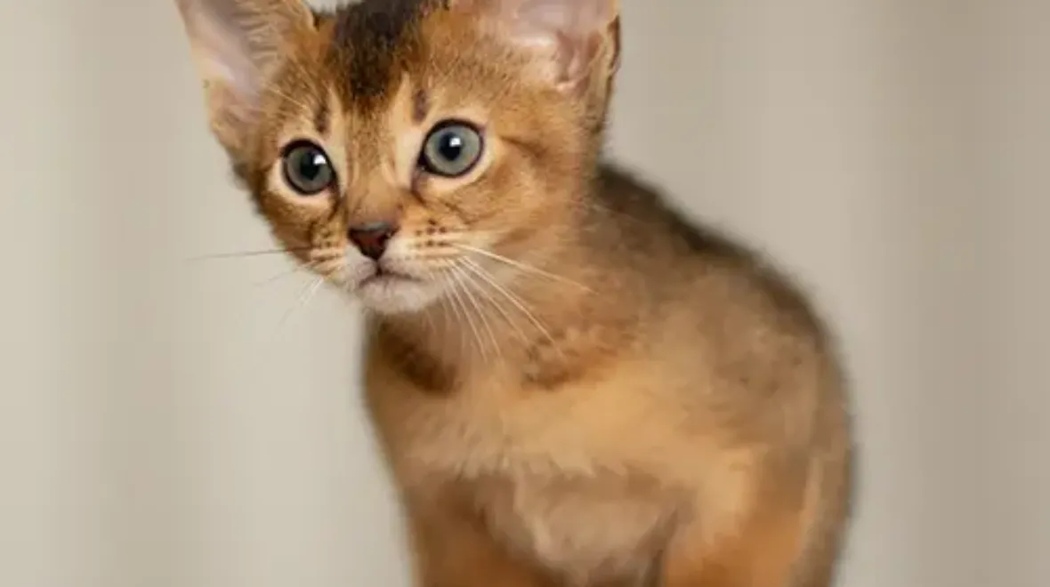 Pet Insurance Cover and Quotes | Everypaw