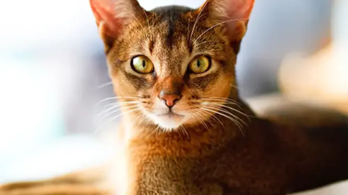 Pet Insurance Cover and Quotes | Everypaw