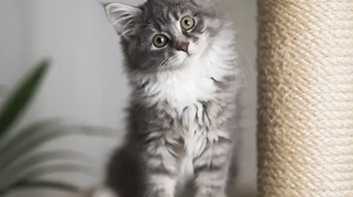 Pet Insurance Cover and Quotes | Everypaw