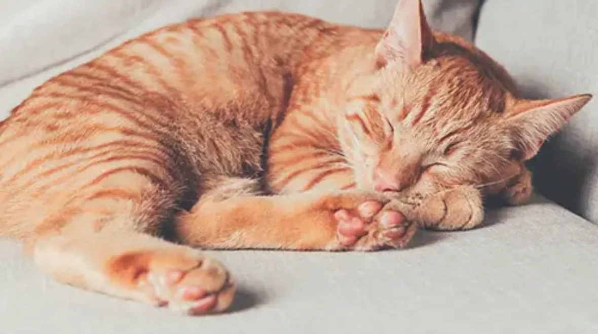 Pet Insurance Cover and Quotes | Everypaw