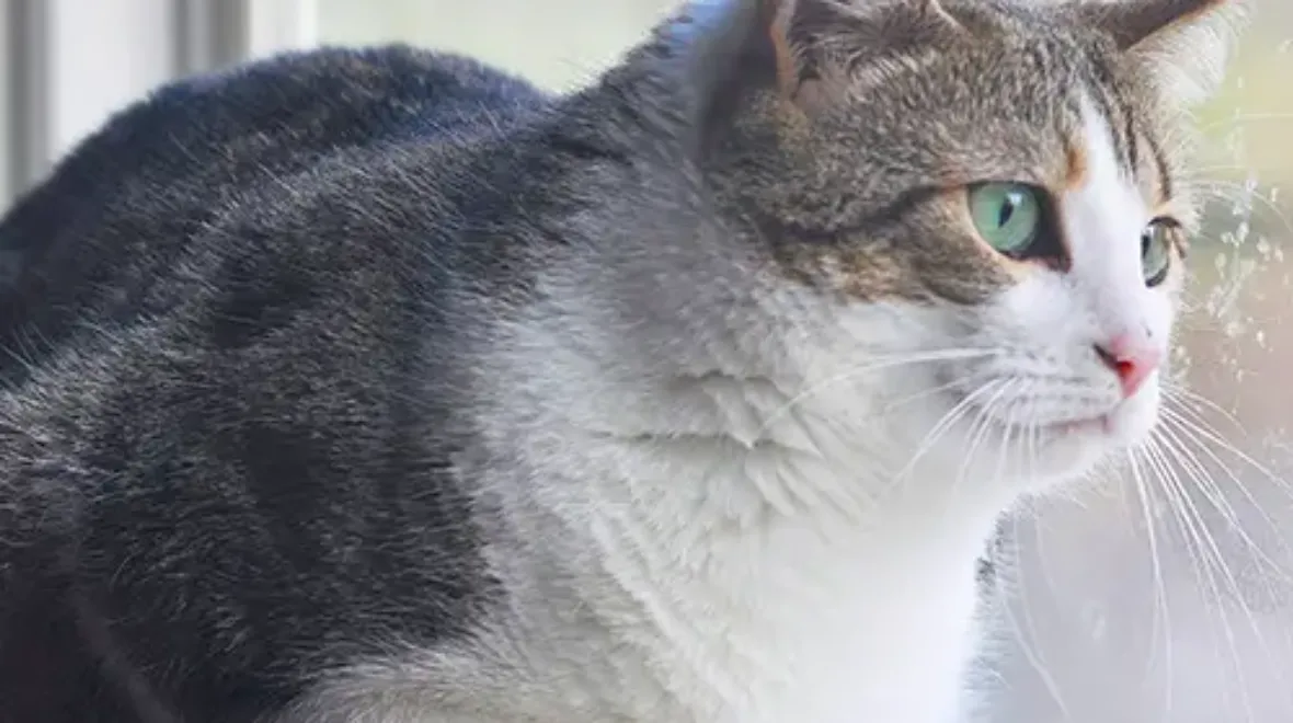 Pet Insurance Cover and Quotes | Everypaw
