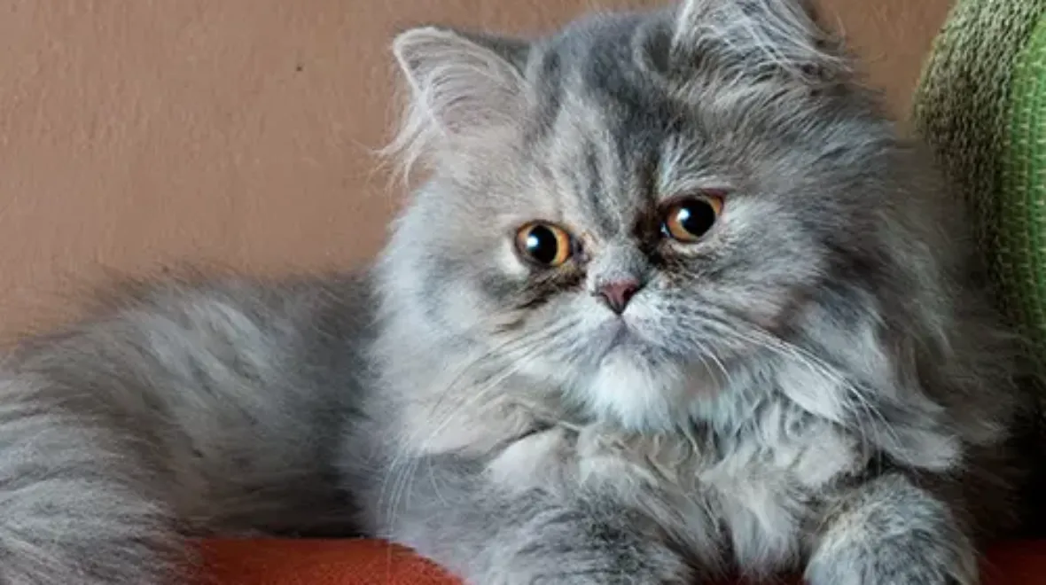 Pet Insurance Cover and Quotes | Everypaw