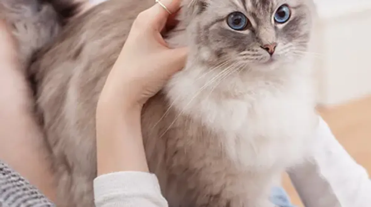 Pet Insurance Cover and Quotes | Everypaw
