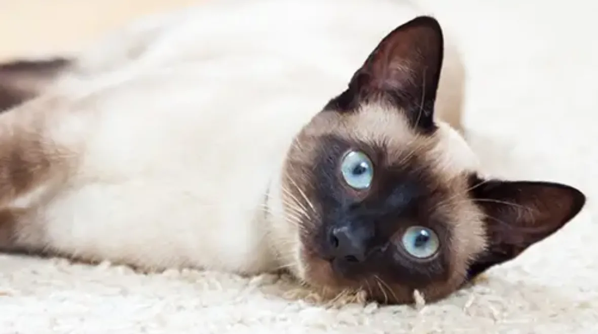 Pet Insurance Cover and Quotes | Everypaw