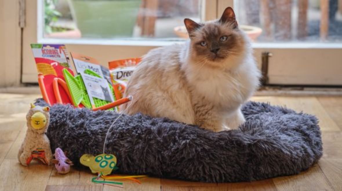 Pet Insurance Cover and Quotes | Everypaw