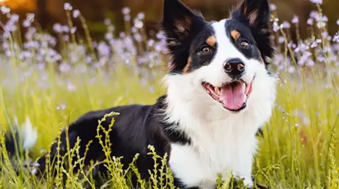 Pet Insurance Cover and Quotes | Everypaw
