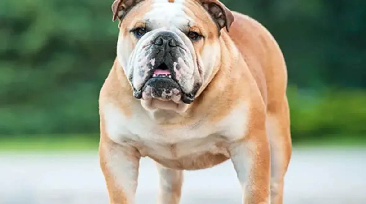 Pet Insurance Cover and Quotes | Everypaw