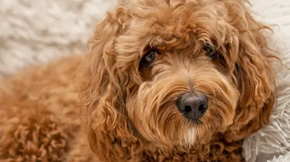 Pet Insurance Cover and Quotes | Everypaw