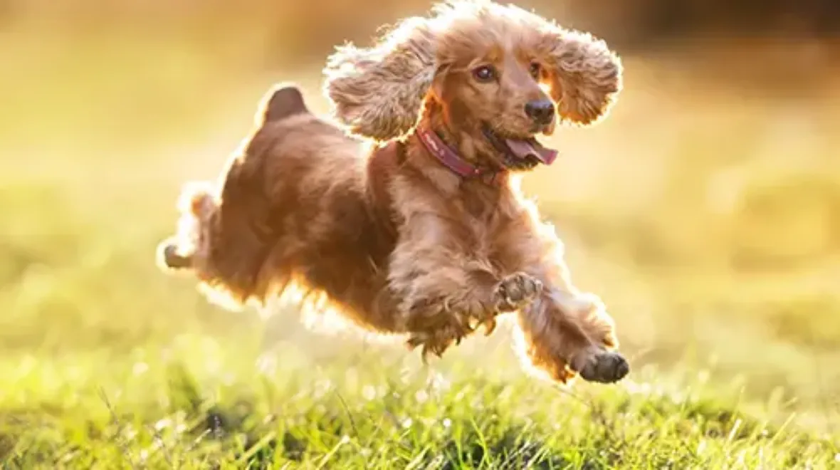 Pet Insurance Cover and Quotes | Everypaw