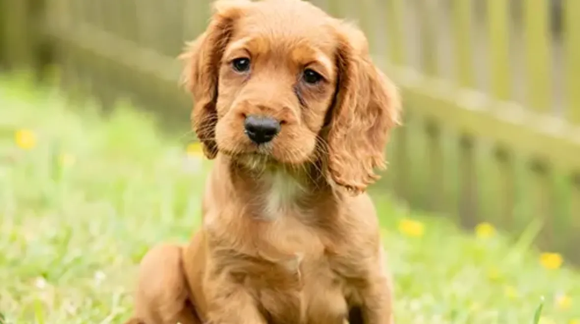 Pet Insurance Cover and Quotes | Everypaw