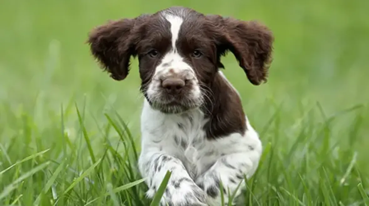 Pet Insurance Cover and Quotes | Everypaw