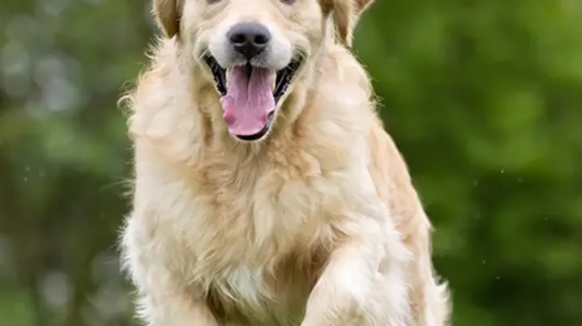 Pet Insurance Cover and Quotes | Everypaw