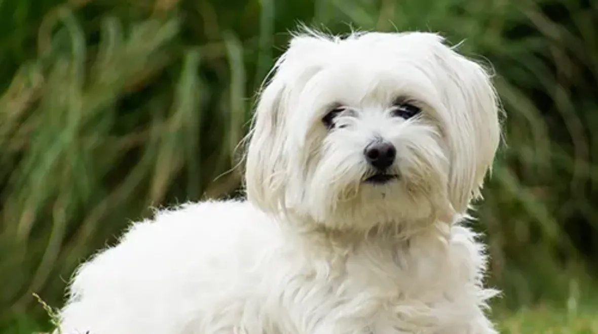 Pet Insurance Cover and Quotes | Everypaw