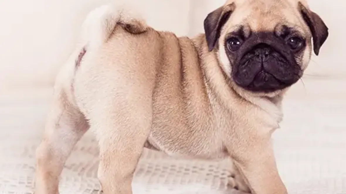 Pet Insurance Cover and Quotes | Everypaw