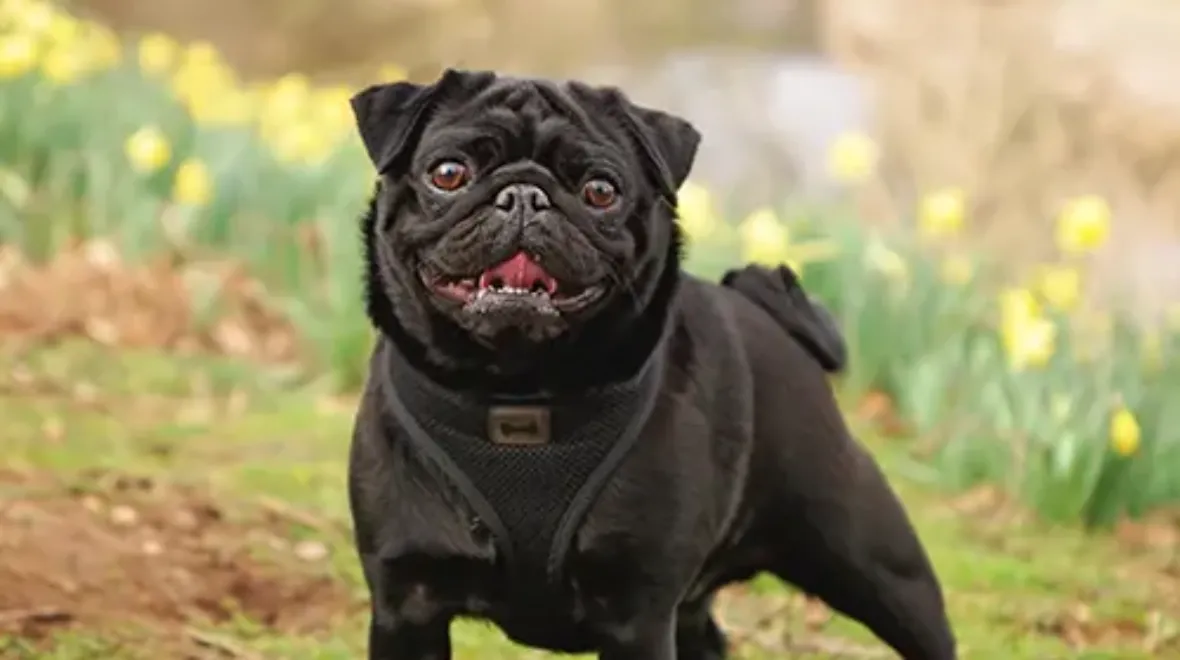 Pet Insurance Cover and Quotes | Everypaw