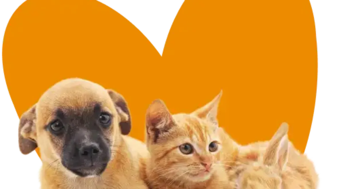 Pet Insurance Cover and Quotes | Everypaw