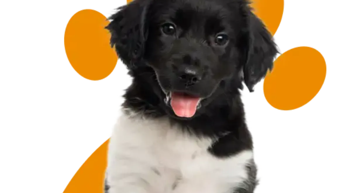Pet Insurance Cover and Quotes | Everypaw