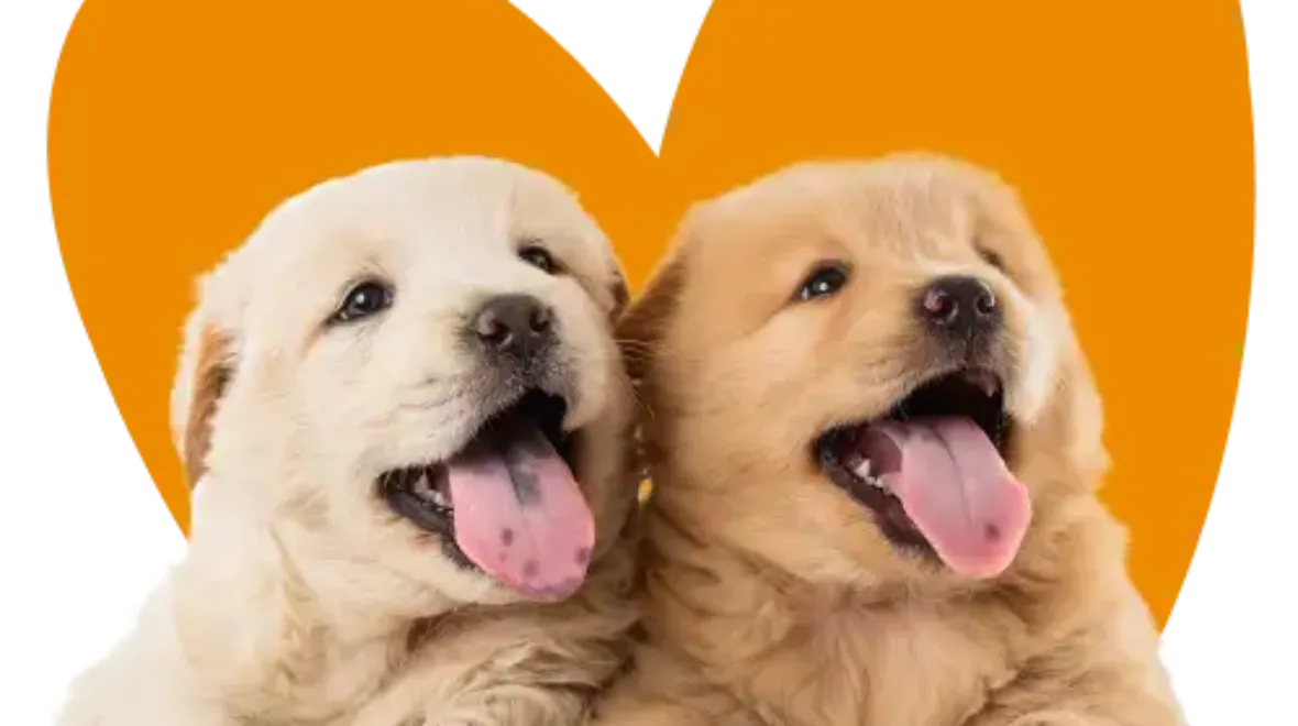 Pet Insurance Cover and Quotes | Everypaw