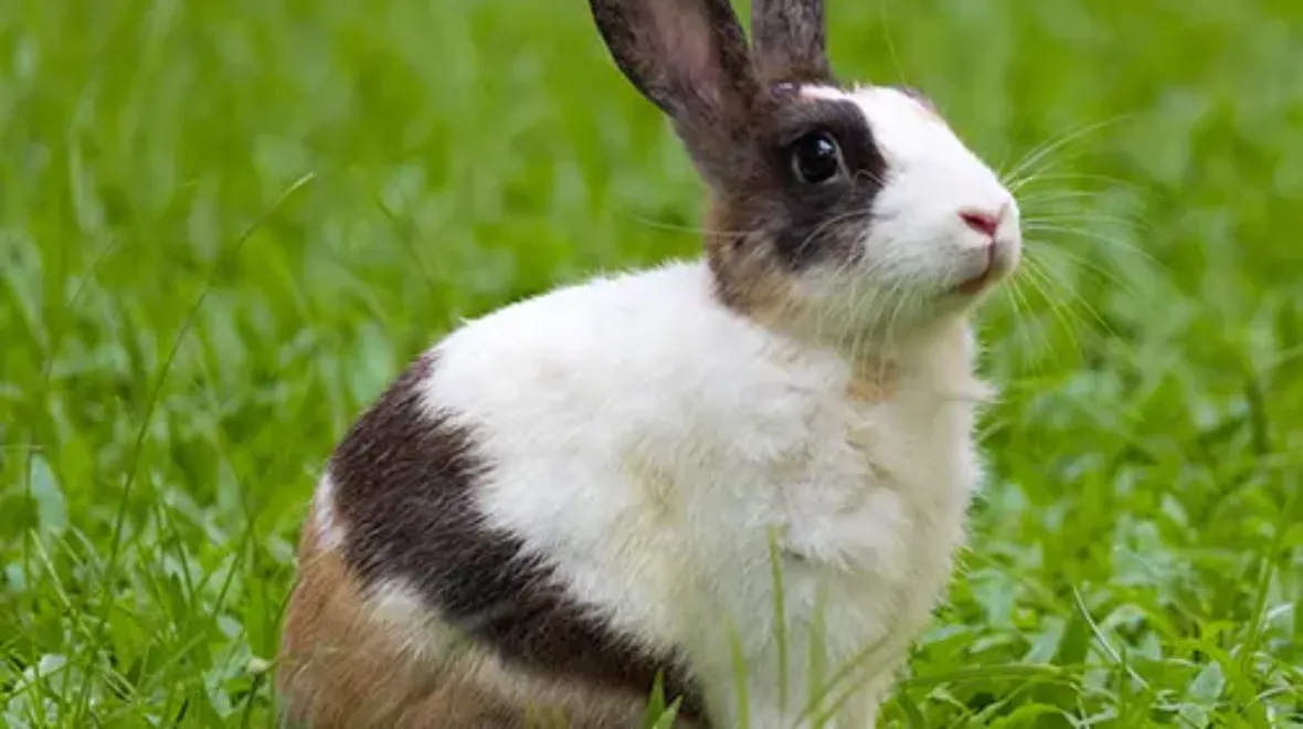 Pet Insurance Cover and Quotes | Everypaw