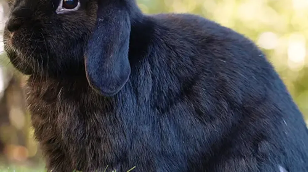 Pet Insurance Cover and Quotes | Everypaw