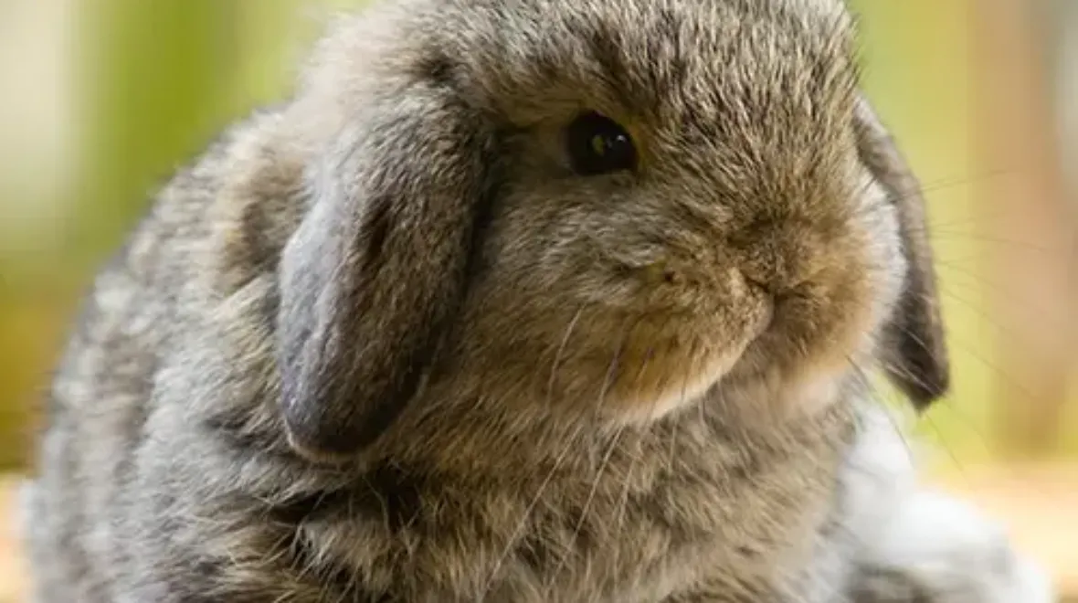 Pet Insurance Cover and Quotes | Everypaw