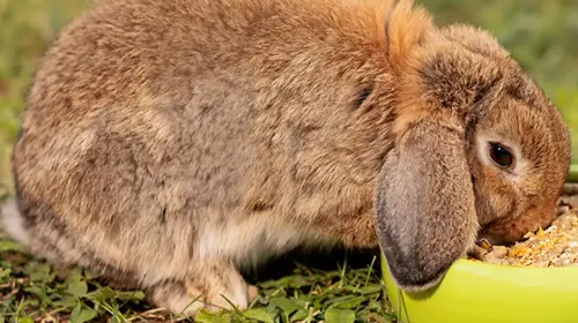 Pet Insurance Cover and Quotes | Everypaw