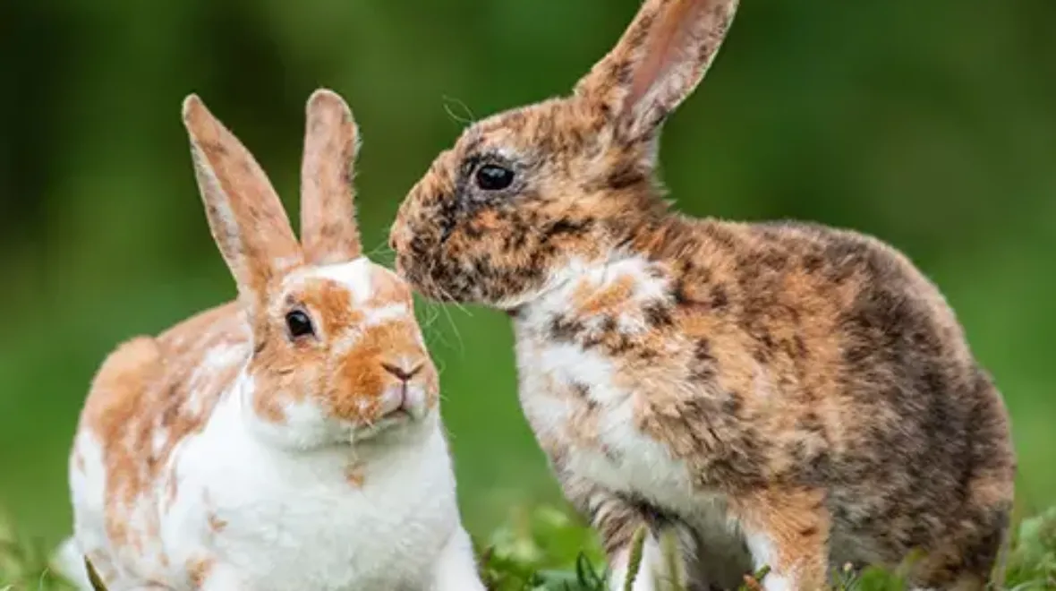 Pet Insurance Cover and Quotes | Everypaw