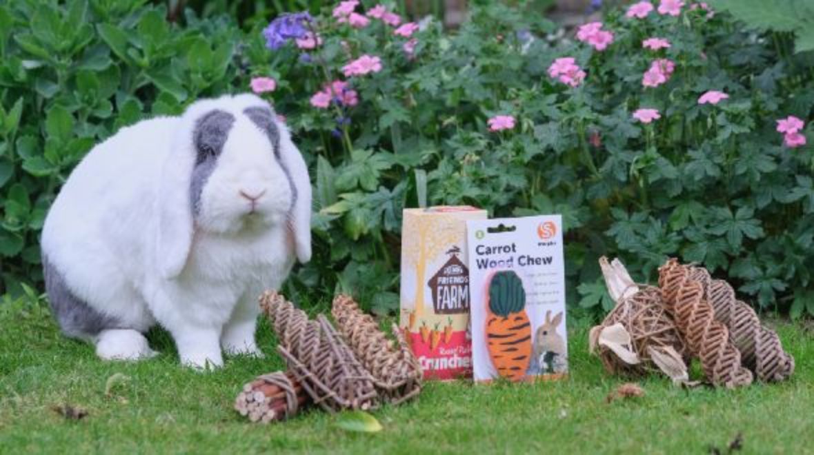 Pet Insurance Cover and Quotes | Everypaw