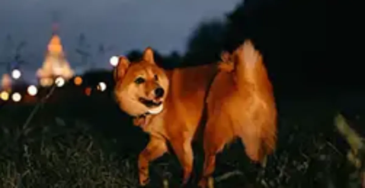 dog night vision problems