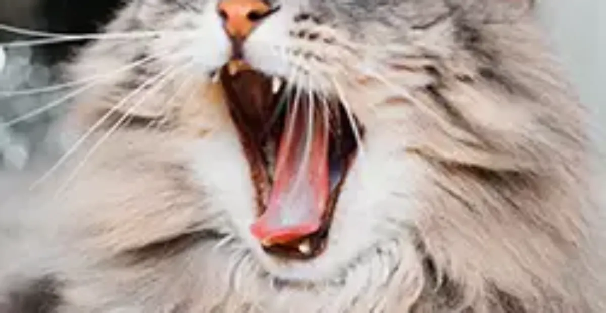 Cat Bad Breath: 7 Common Causes & Treatments | Everypaw