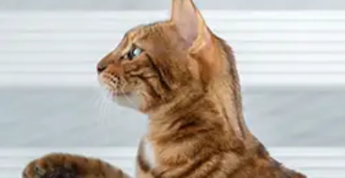 The Cat Clicker Training Guide | Everypaw