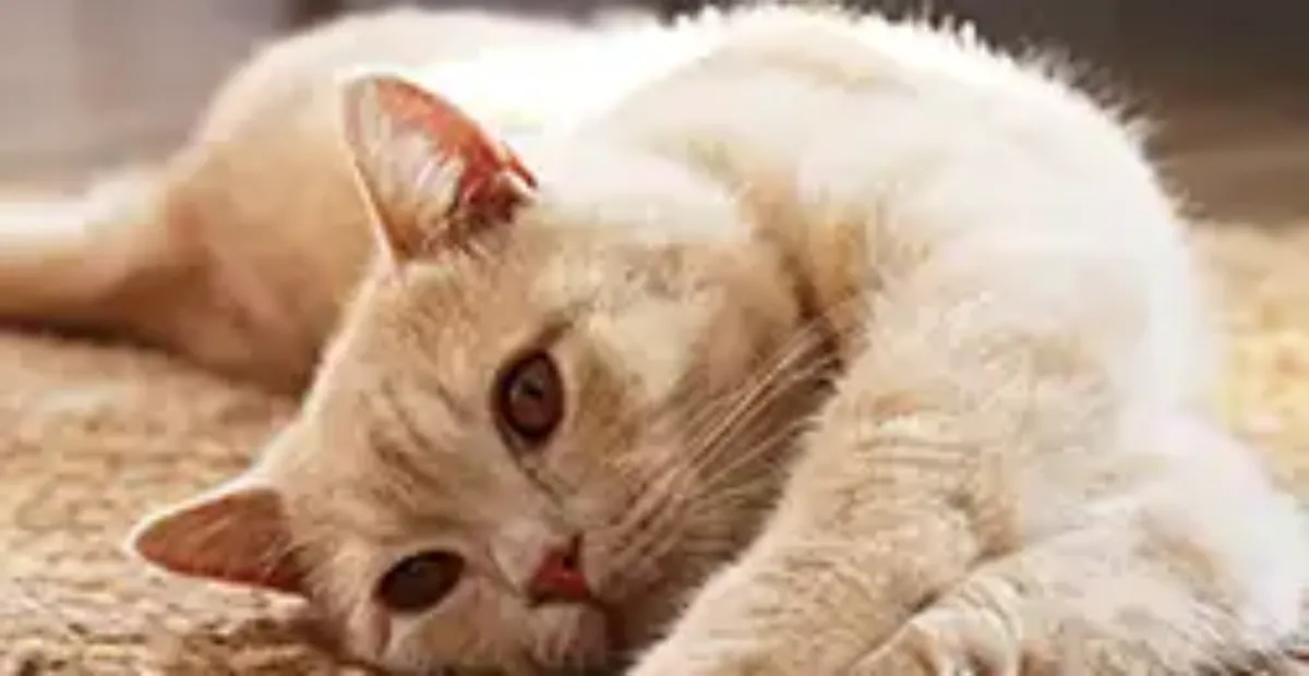 Everything You Need to Know About Cat Seizures | Everypaw