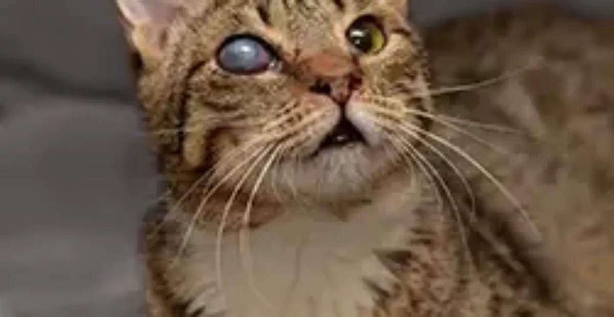Everything You Need to Know About Cataracts in Cats
