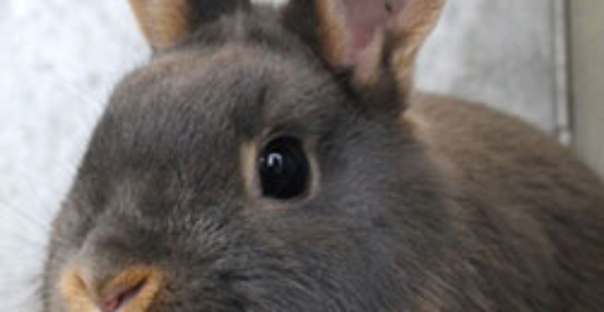 Common Rabbit Injuries to Watch Out For | Everypaw